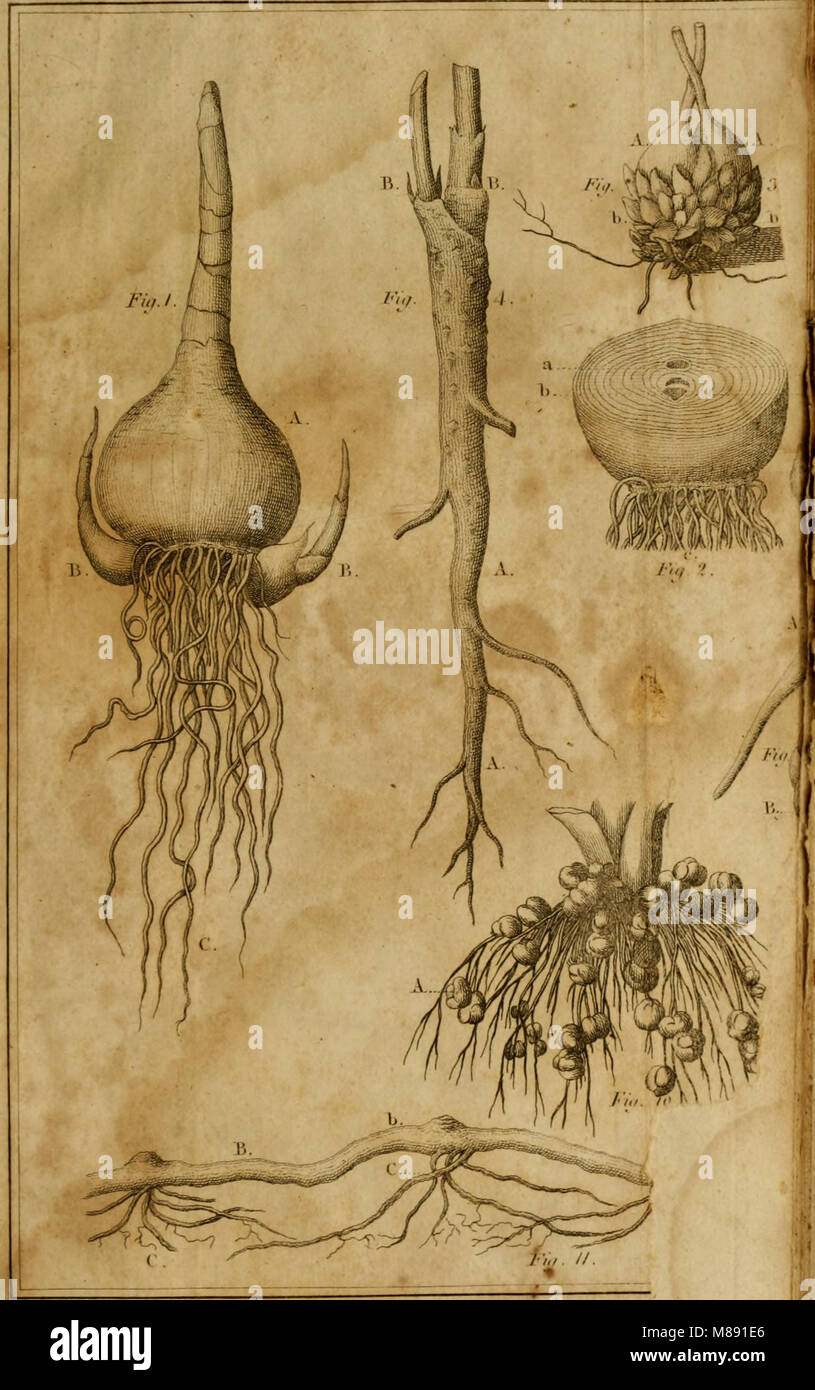 This 1827 text offers a comprehensive introduction to botany, with a ...