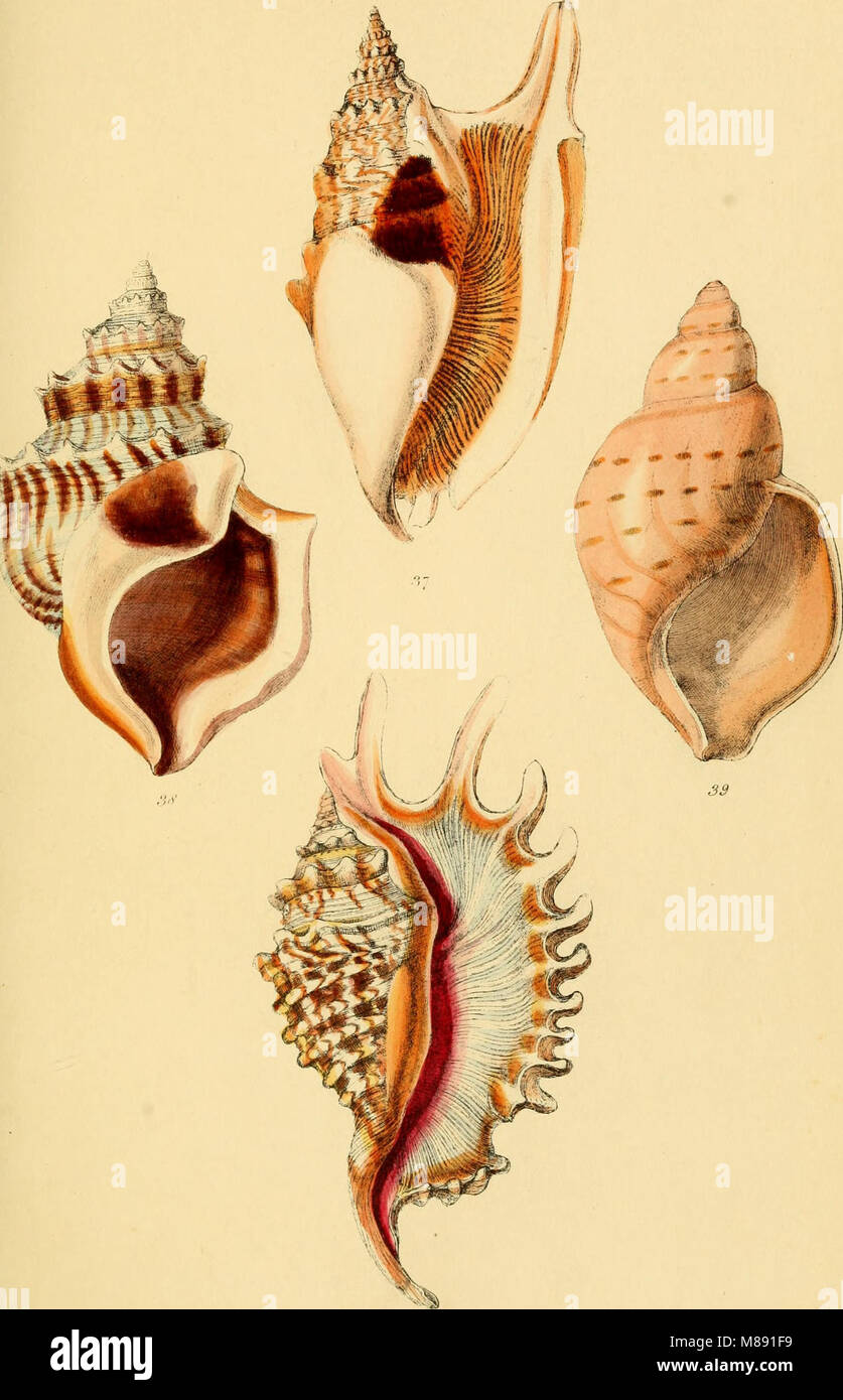 A 1860 work titled 'Elements of Conchology,' offering an introduction ...