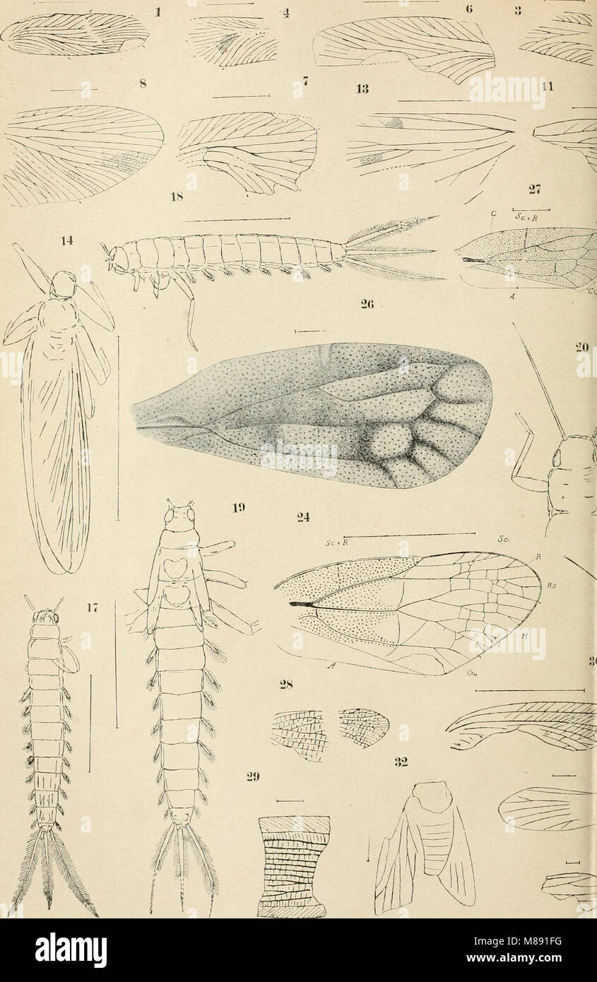 This 1908 German work focuses on fossil insects and the phylogeny of ...