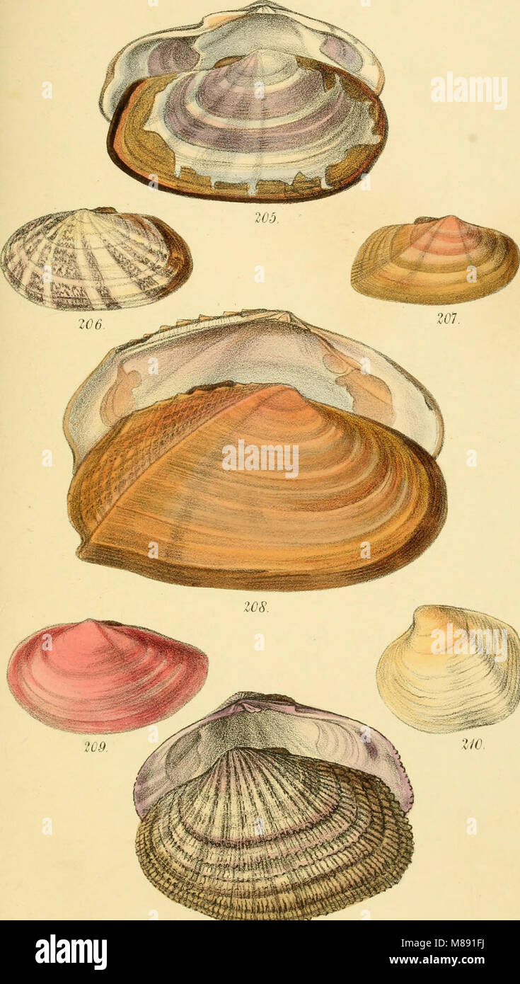 Elements of conchology - an introduction to the natural history of ...