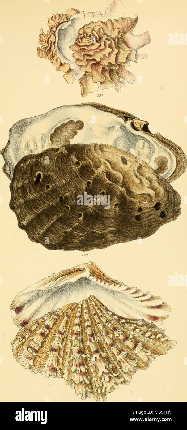 This 1860 book introduces conchology, the study of shells and their ...