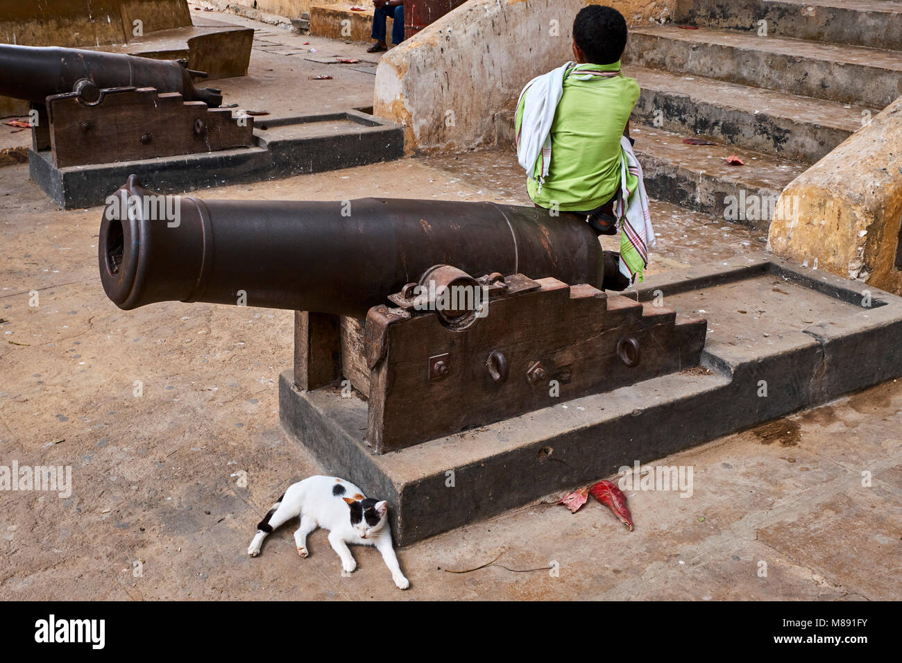 Kenya, Lamu island, Lamu town, Unesco world heritage, street cats Stock ...