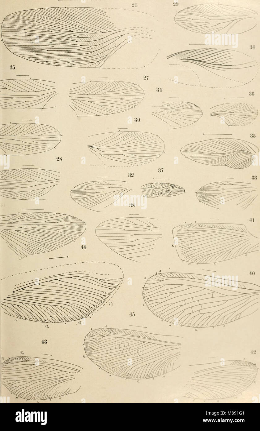 This 1908 German handbook focuses on fossil insects and the phylogeny ...