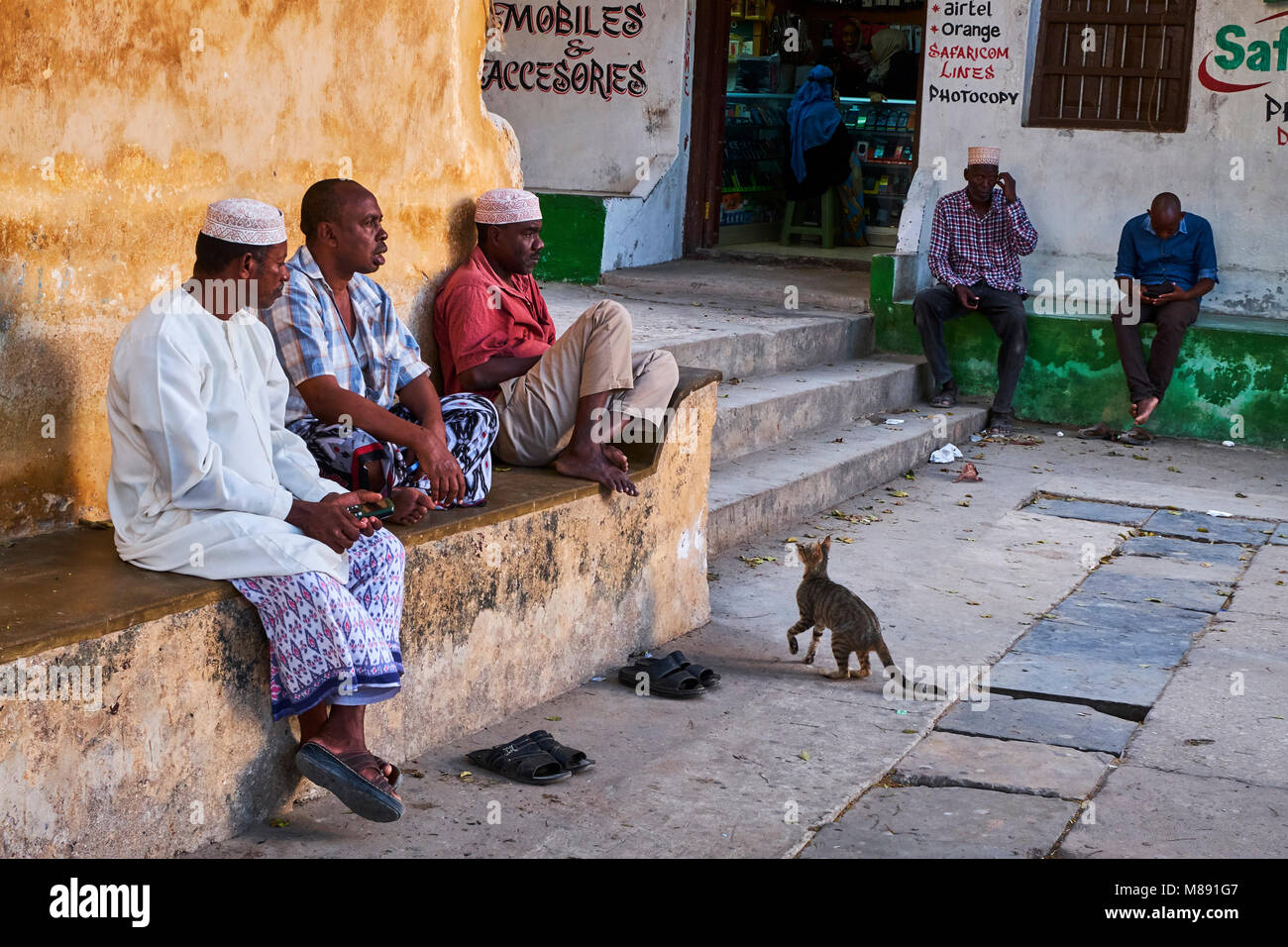 Kenya, Lamu island, Lamu town, Unesco world heritage, street cats Stock ...