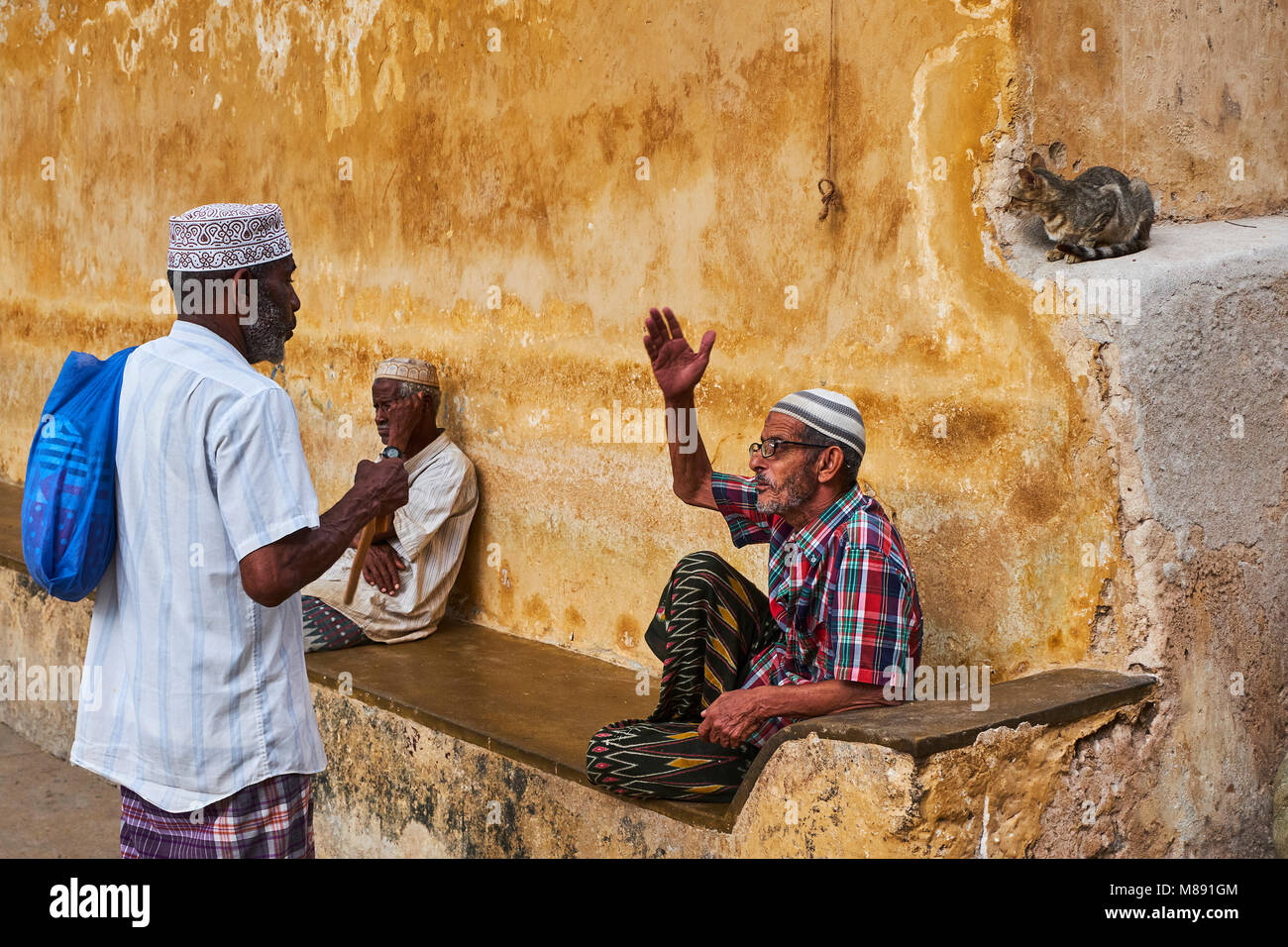 Kenya, Lamu island, Lamu town, Unesco world heritage, street cats Stock ...