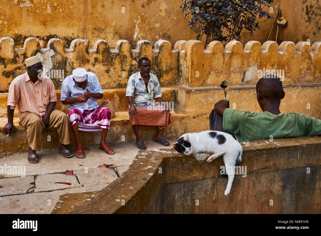 Kenya, Lamu island, Lamu town, Unesco world heritage, street cats Stock ...