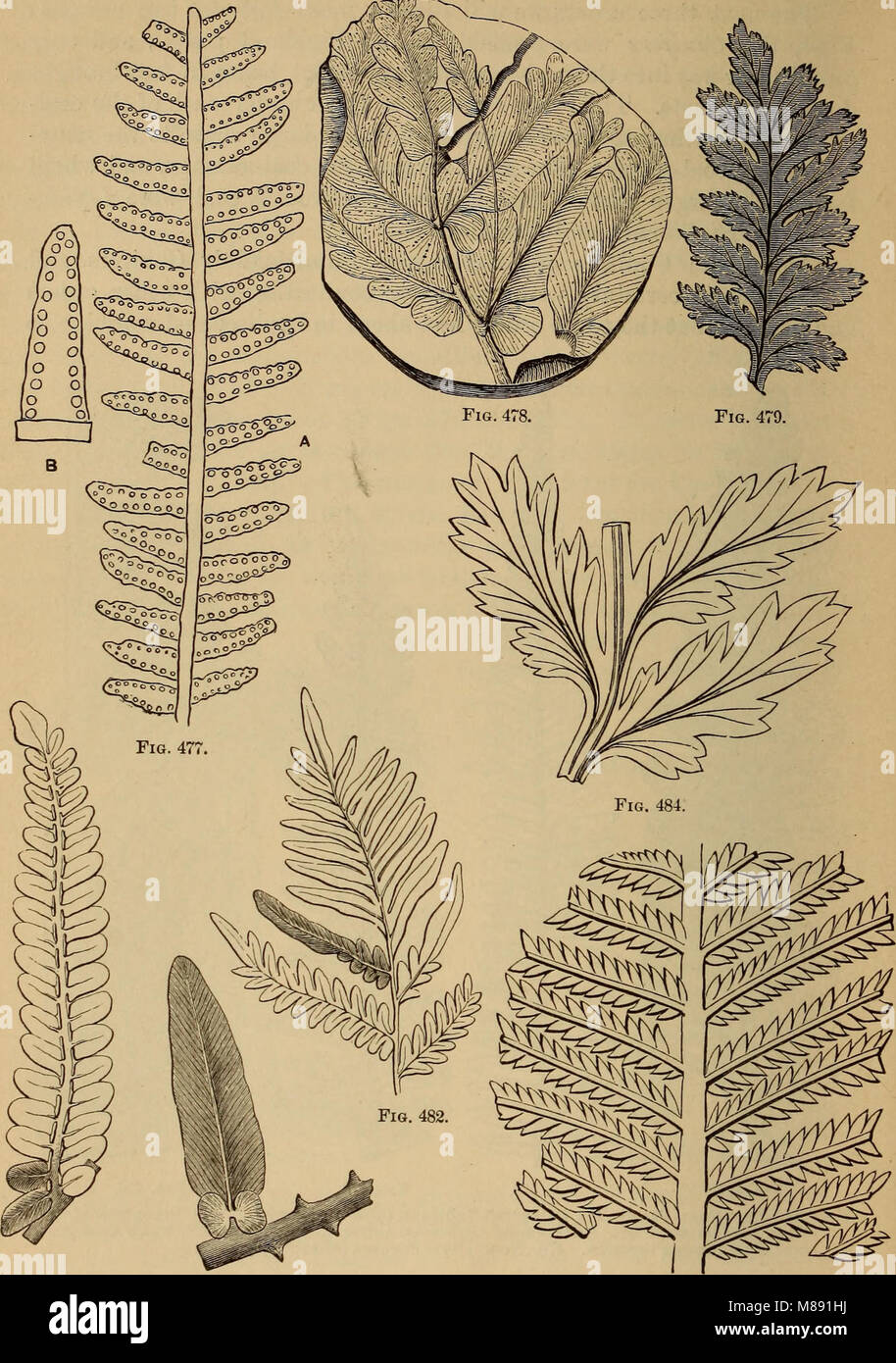 'Elements of Geology' (1892) is a textbook designed for both academic ...