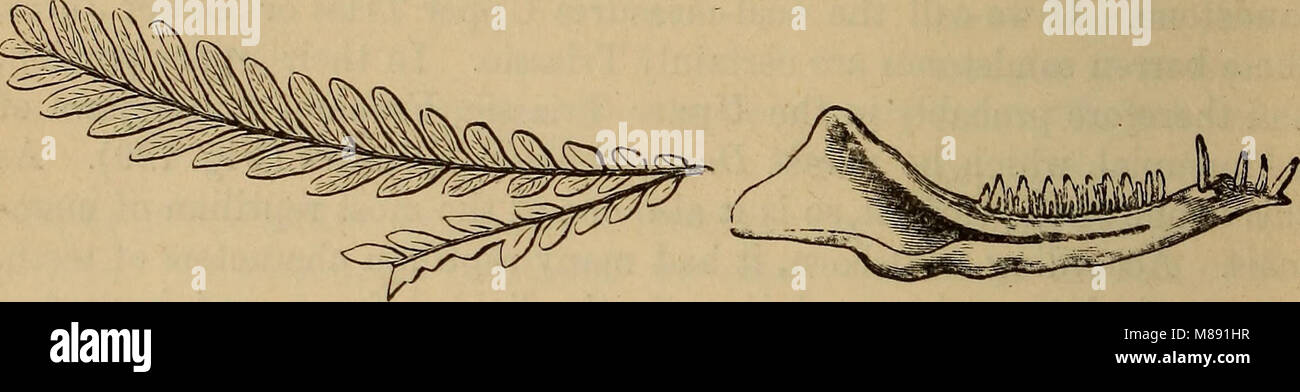 'Elements of Geology' (1892) is a textbook designed for both college ...