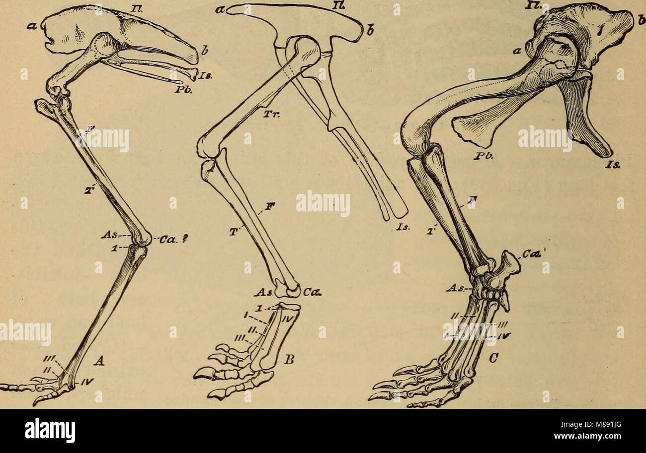 This 1892 geology textbook introduces fundamental geological concepts ...