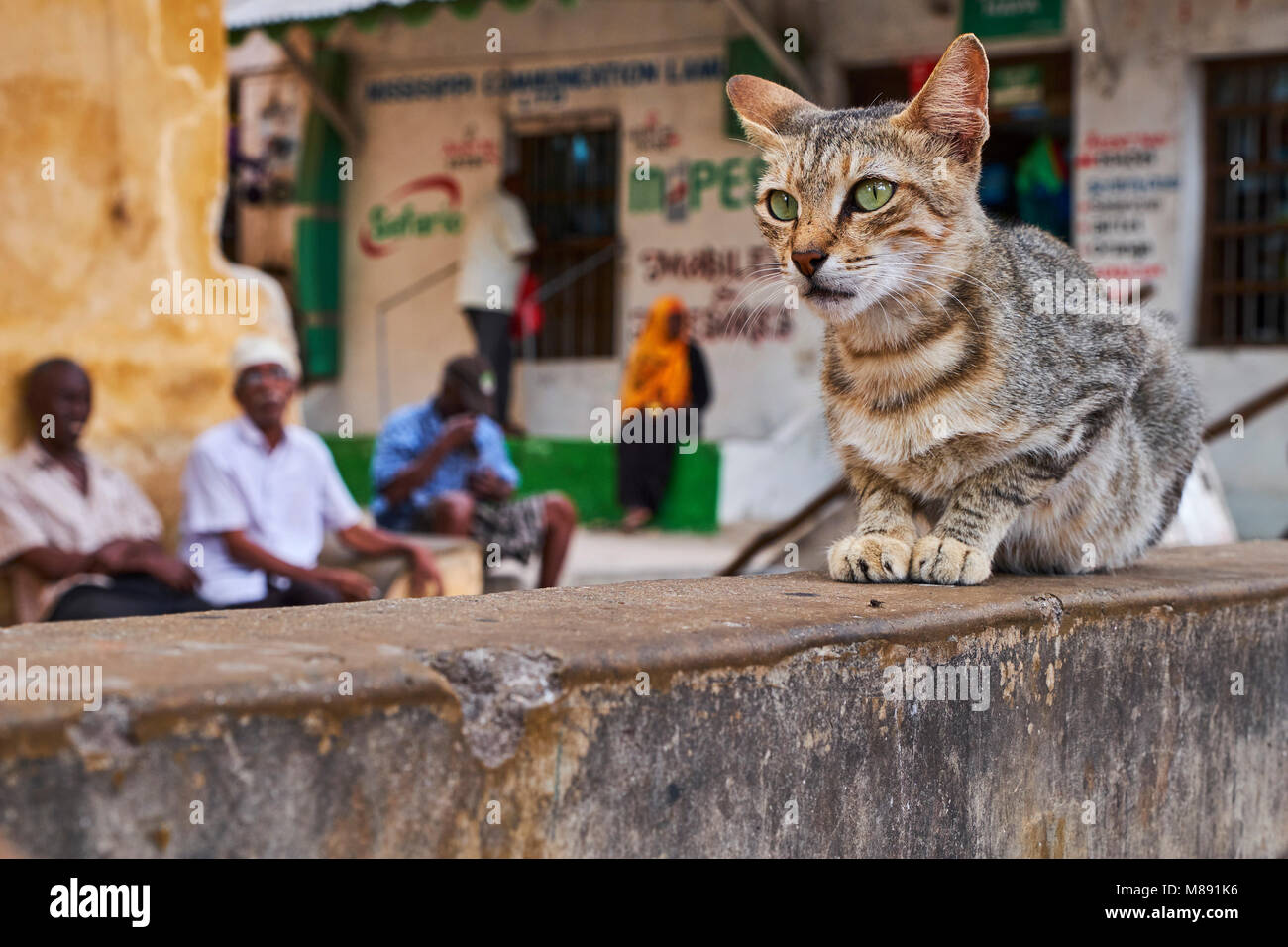 Kenya, Lamu island, Lamu town, Unesco world heritage, street cats Stock ...