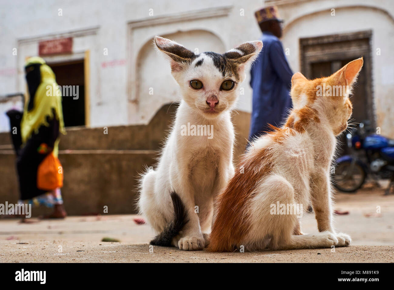 Indian street cats hi-res stock photography and images - Alamy