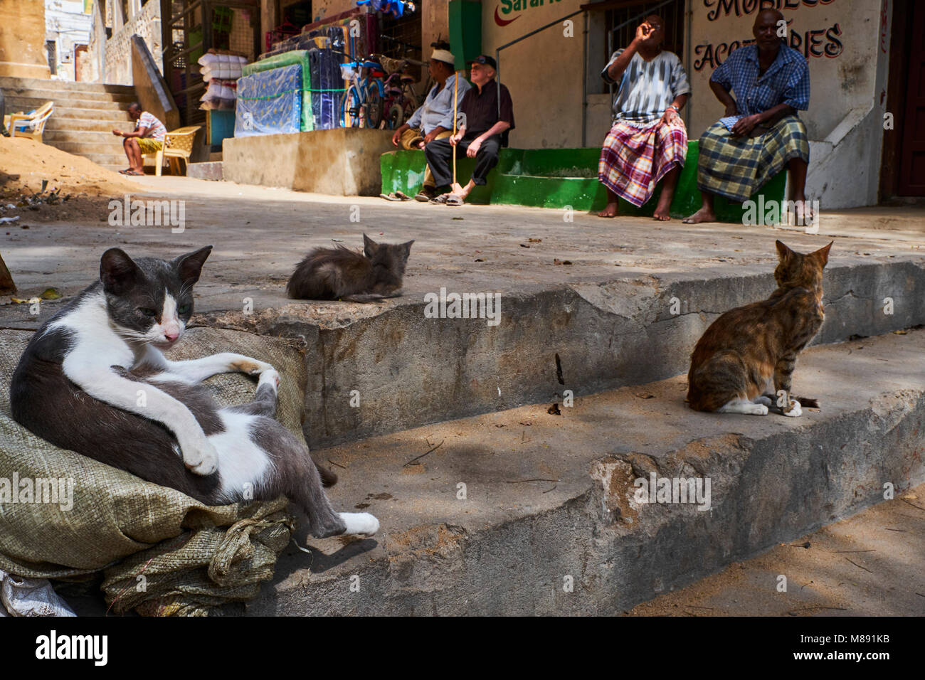 Indian street cats hi-res stock photography and images - Alamy