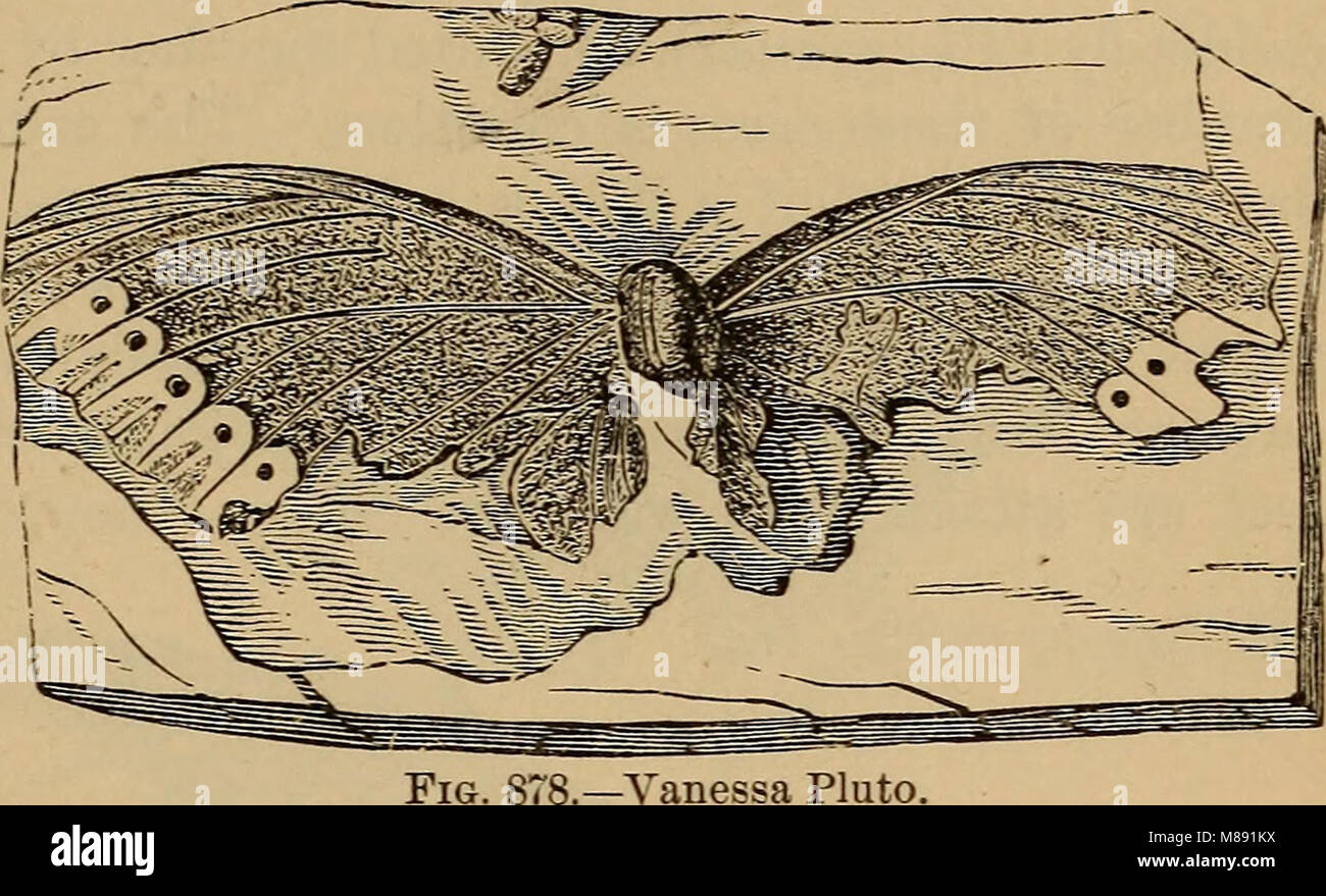 'Elements of Geology' (1892) is an educational textbook that covers the ...