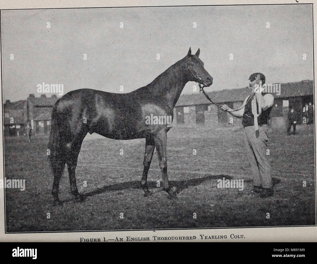 Hippology hi-res stock photography and images - Alamy