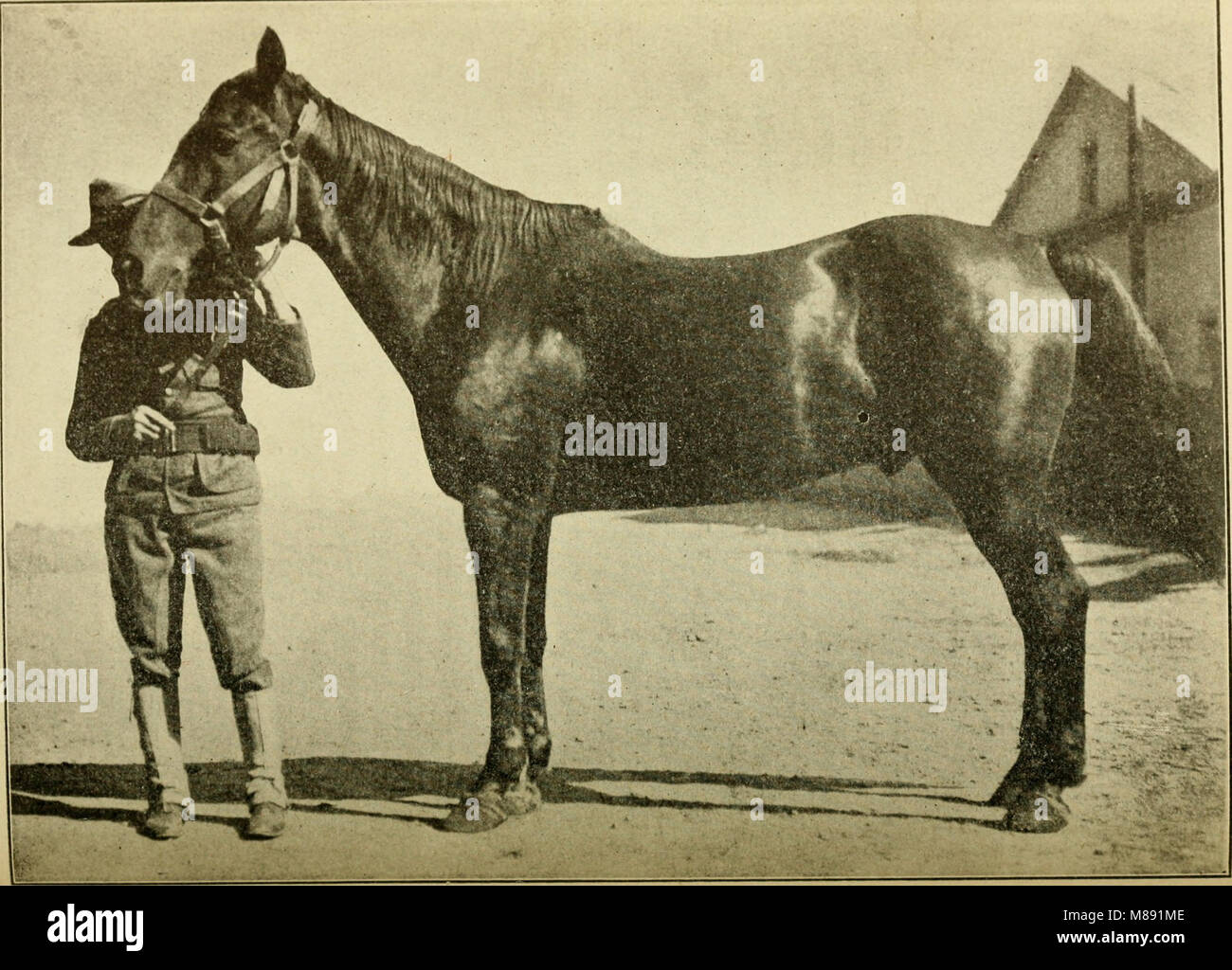 *Elements of Hippology* (1908) presents the study of horses, covering ...