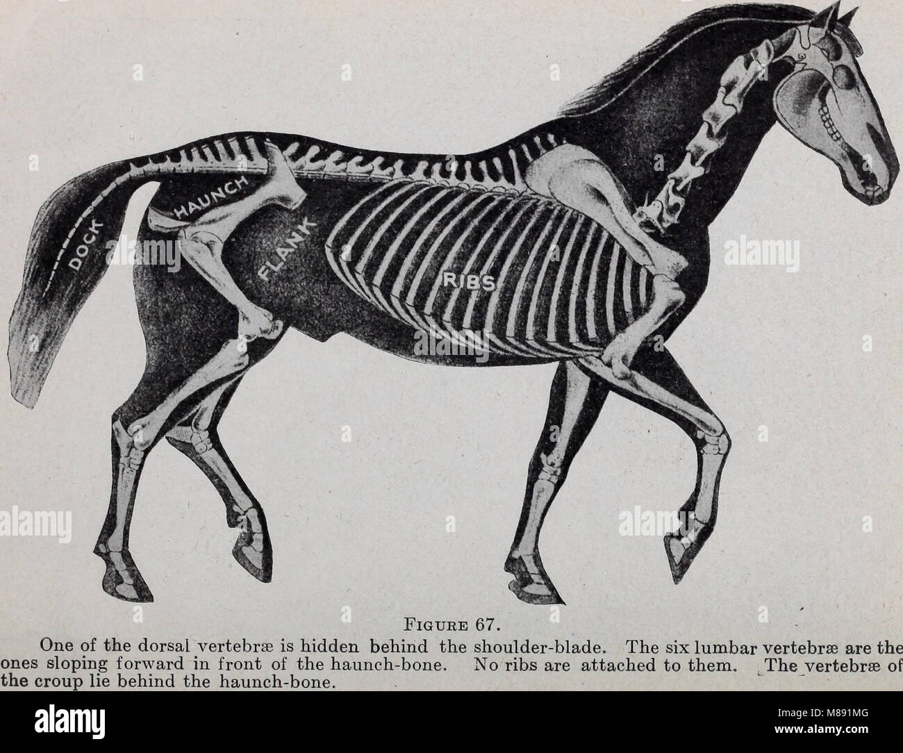 Hippology hi-res stock photography and images - Alamy