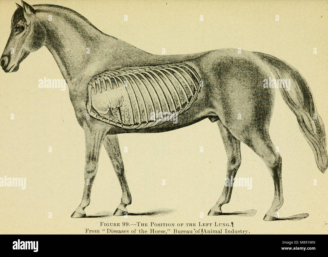 Hippology hi-res stock photography and images - Alamy