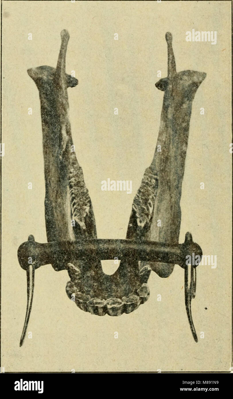 Hippology hi-res stock photography and images - Alamy