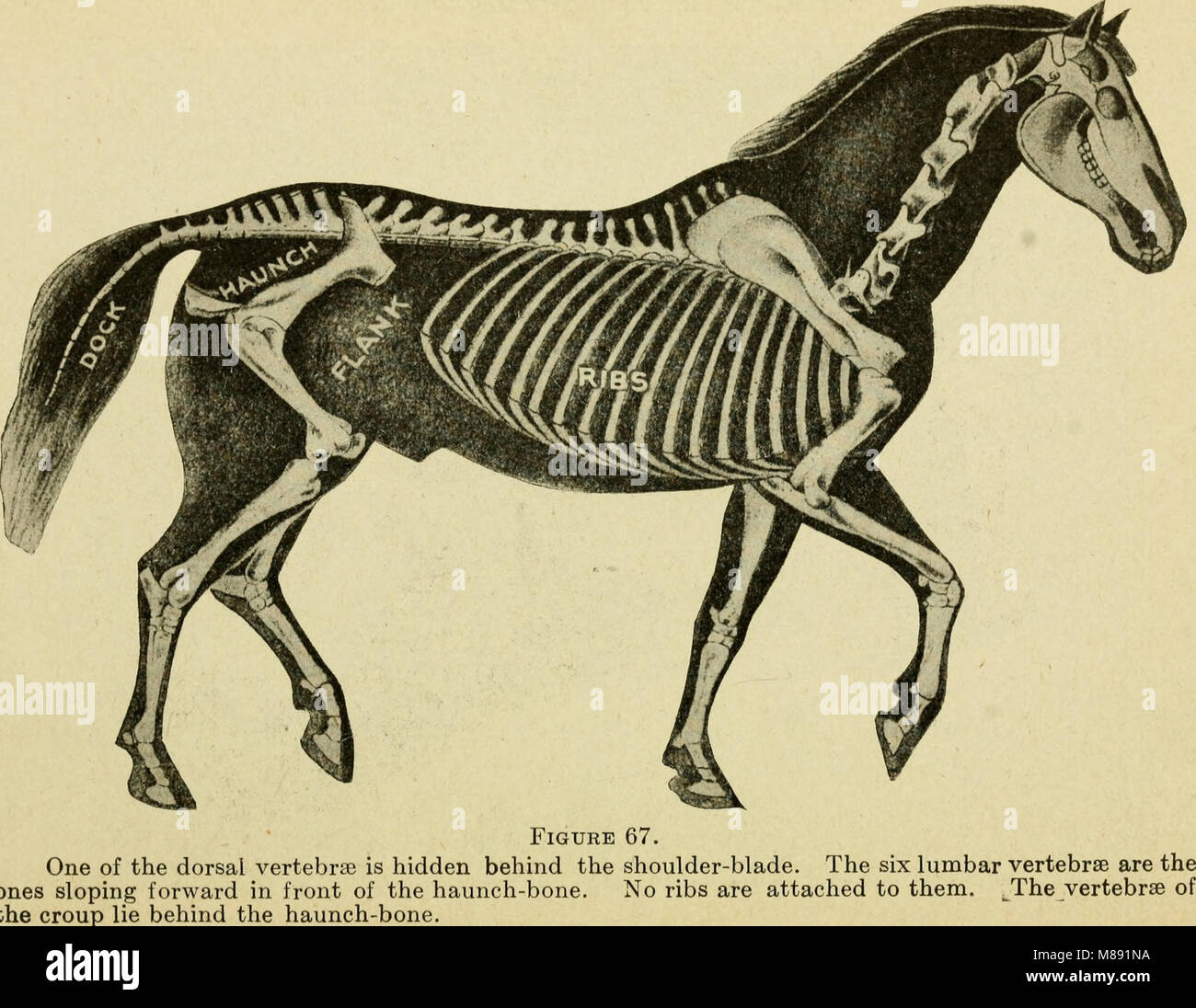 Hippology hi-res stock photography and images - Alamy