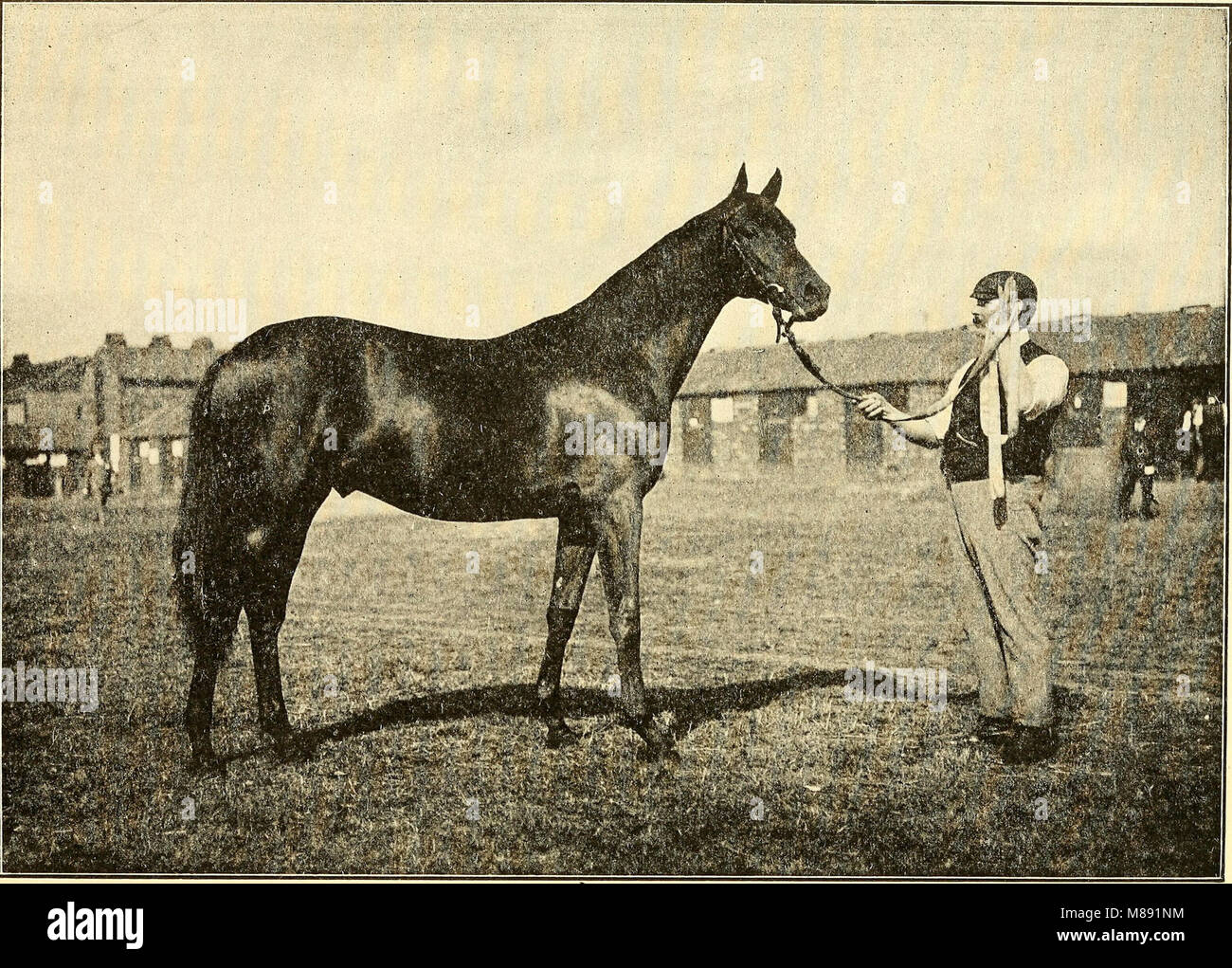 The 1914 Elements of Hippology provides a comprehensive guide to the ...