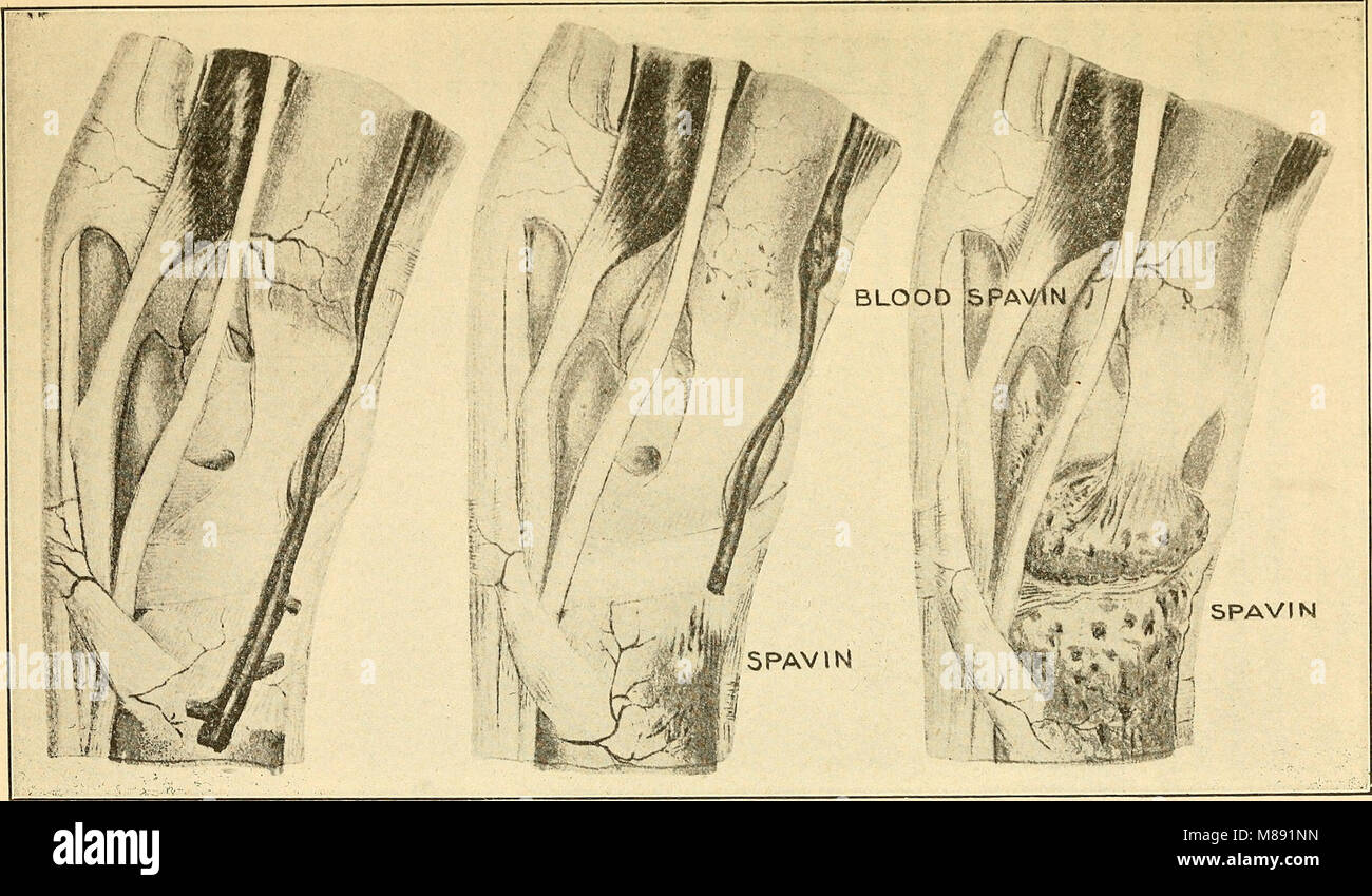Elements of hippology (1914) (21250366492 Stock Photo - Alamy