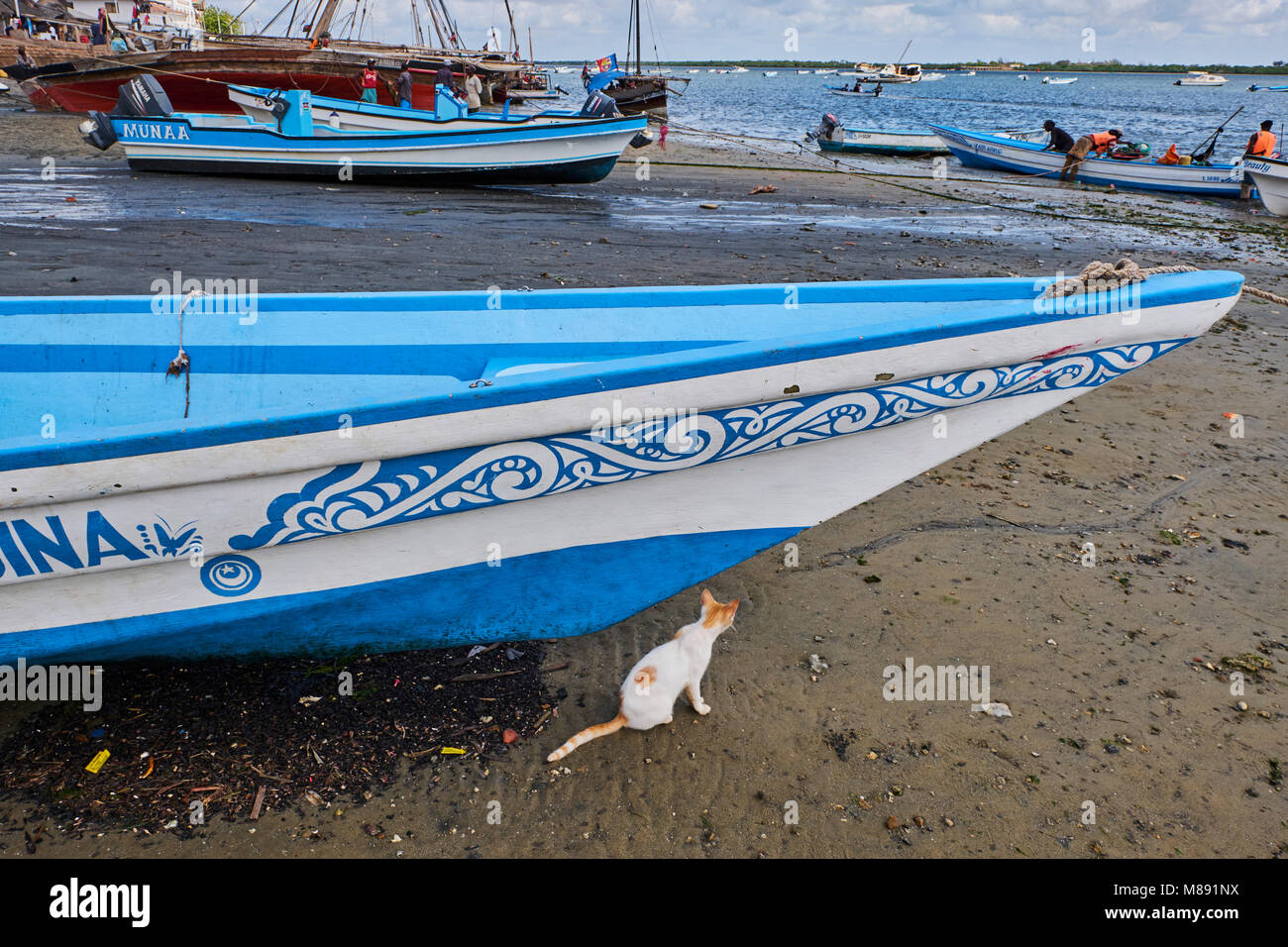 Kenya, Lamu island, Lamu town, Unesco world heritage, street cats Stock ...