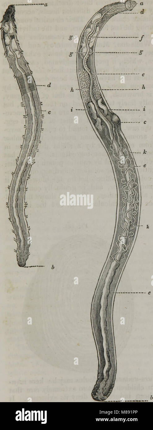 Elements of pathological anatomy (1845) (14596280810 Stock Photo - Alamy