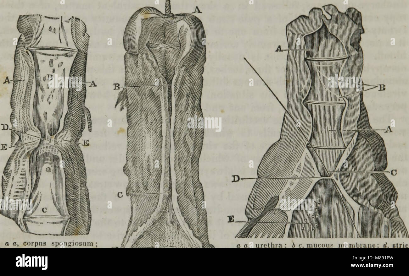 Elements of pathological anatomy (1845) (14596295200 Stock Photo - Alamy