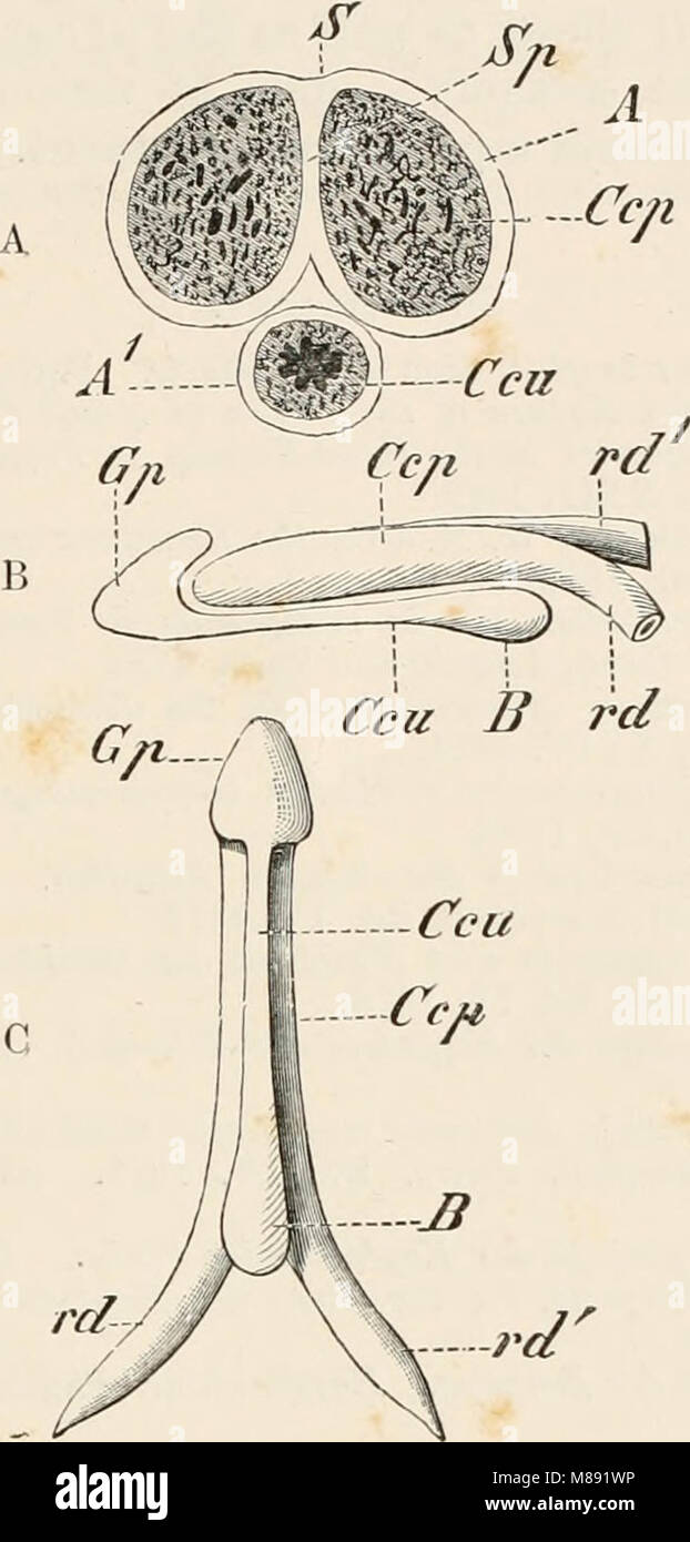Elements of the comparative anatomy of vertebrates (1886) (21218970986 ...