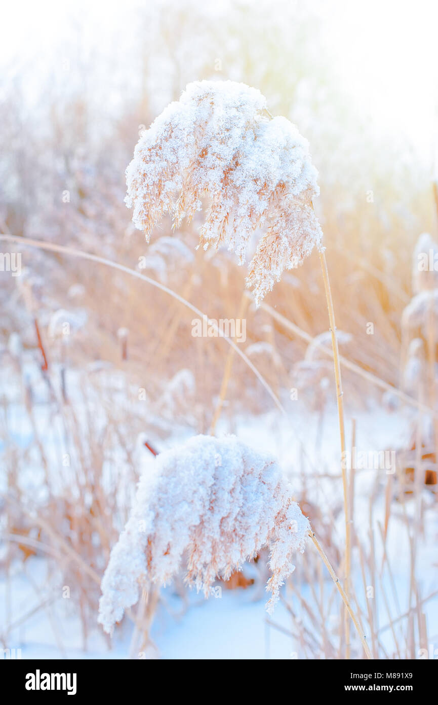 Amazing winter day at sunset. Sun rays shining through dry reed grasses ...