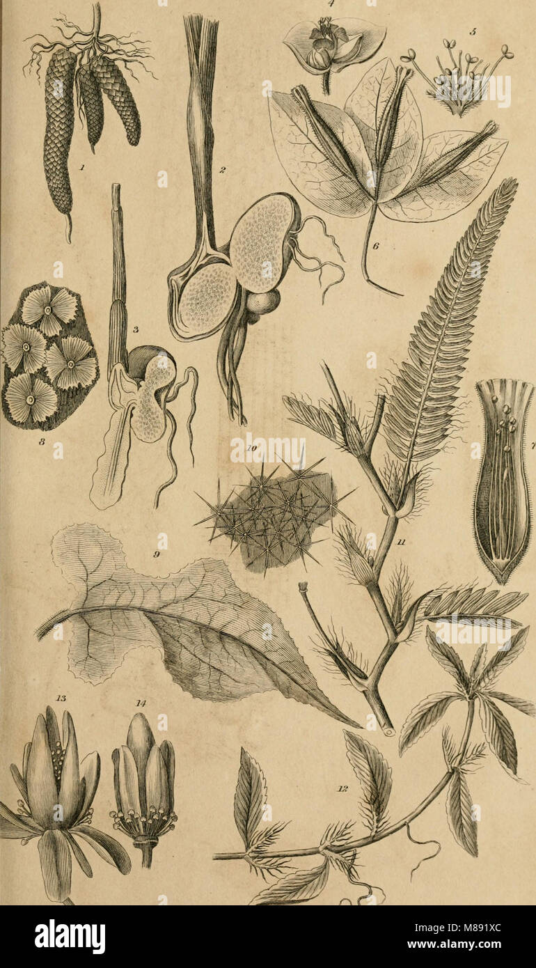 Elements of the philosophy of plants- containing the principles of ...