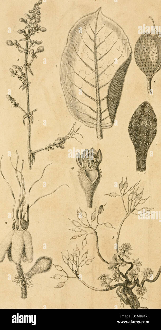 Elements of the philosophy of plants- containing the principles of ...