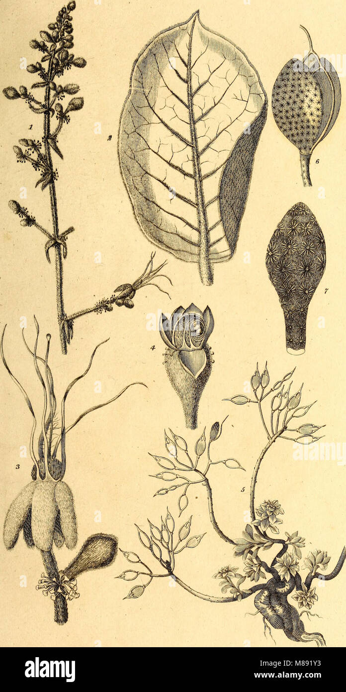 This work presents the core principles of scientific botany, including ...