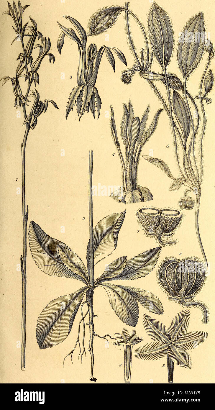 Principles of scientific botany hi-res stock photography and images - Alamy