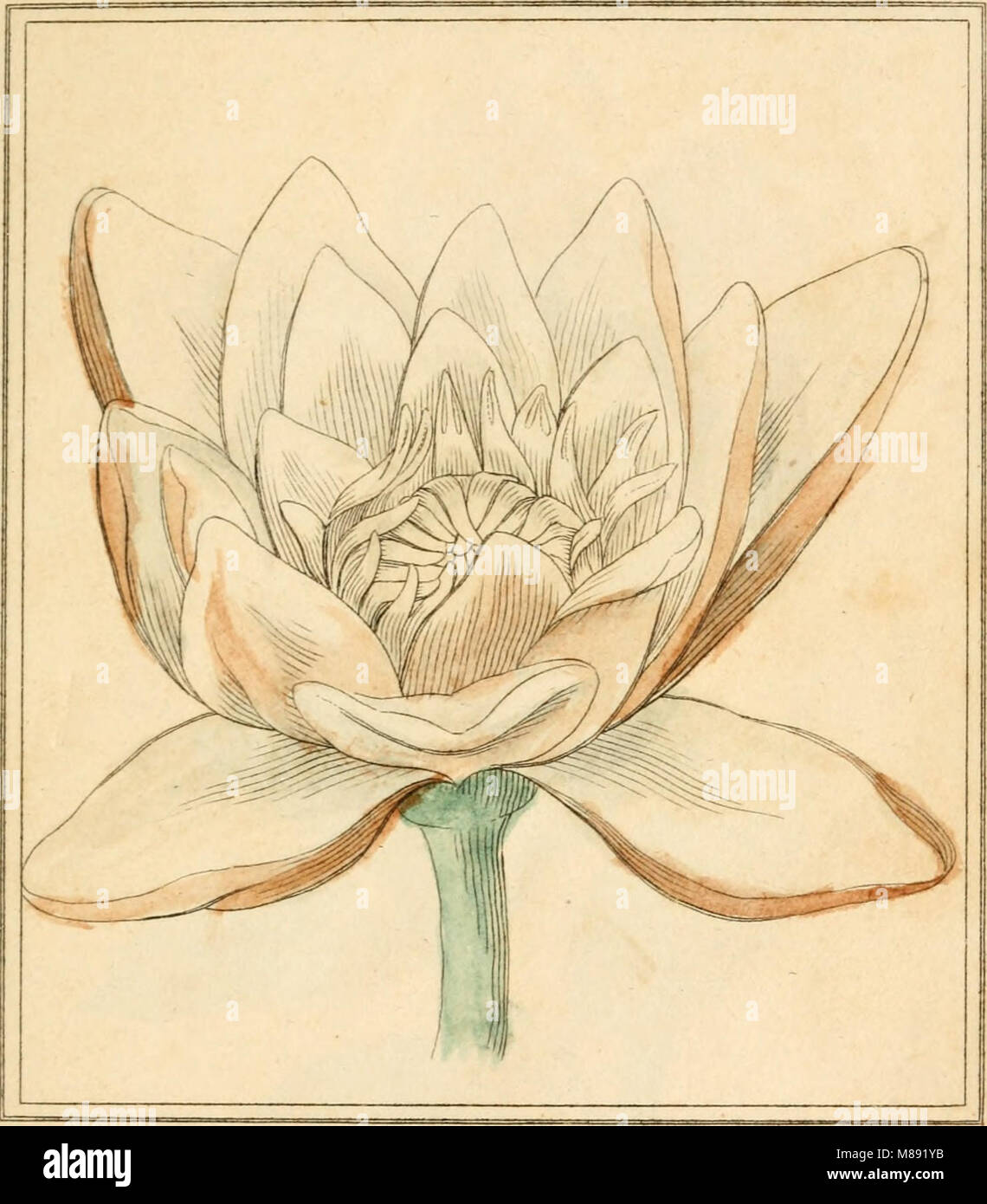 'Elements of the Science of Botany' (1809) by Linnaeus outlines the ...