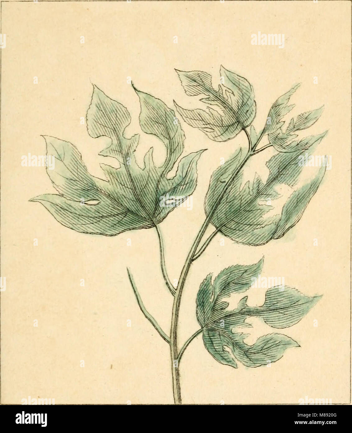 'Elements of the Science of Botany' (1809) by Linnaeus outlines the ...