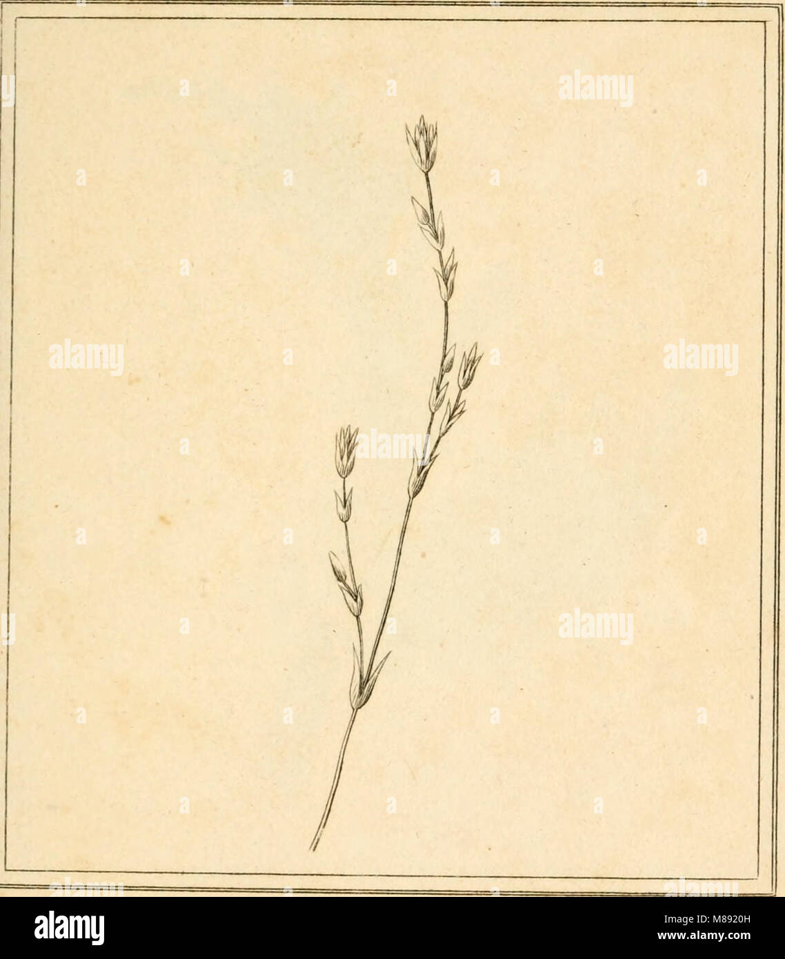 This 1809 Work Outlines Linnaeus Classification System In Botany Detailing The Structure
