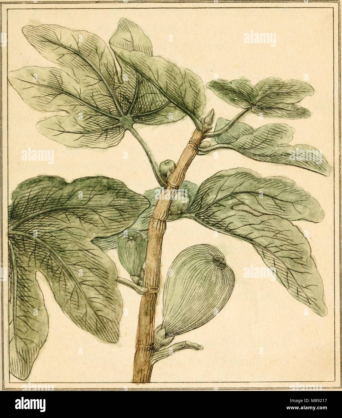 'Elements of the Science of Botany' (1809) by Linnaeus outlines his ...