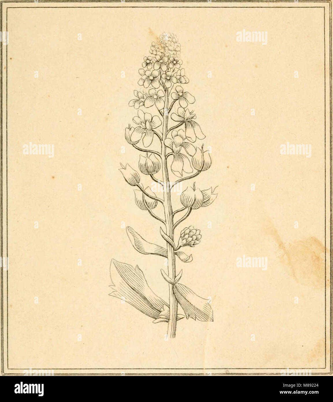 This 1809 work explains the botany system established by Linnaeus ...