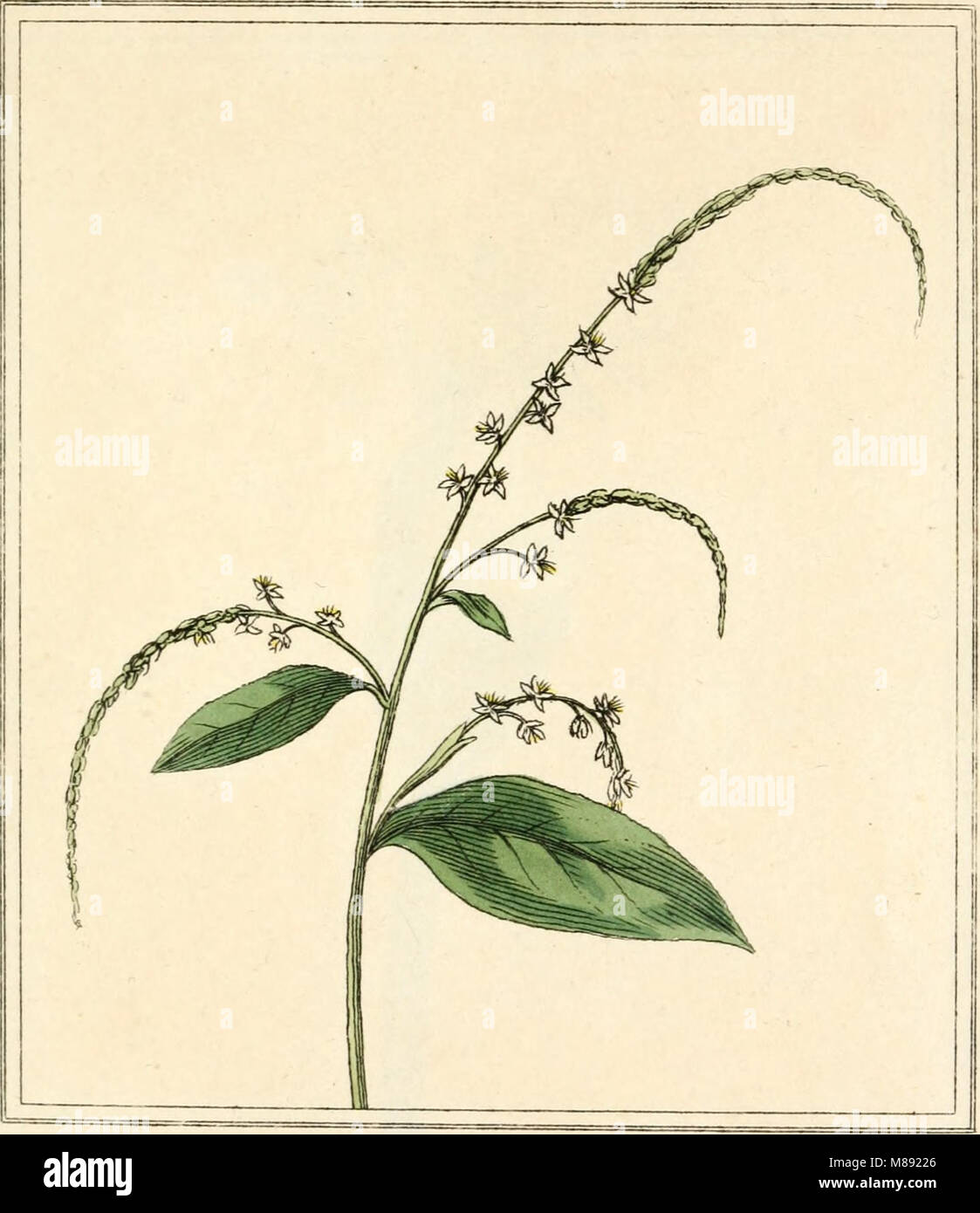 This 1812 Text Presents The Foundational Elements Of Botany Based On Linnaeus Classification