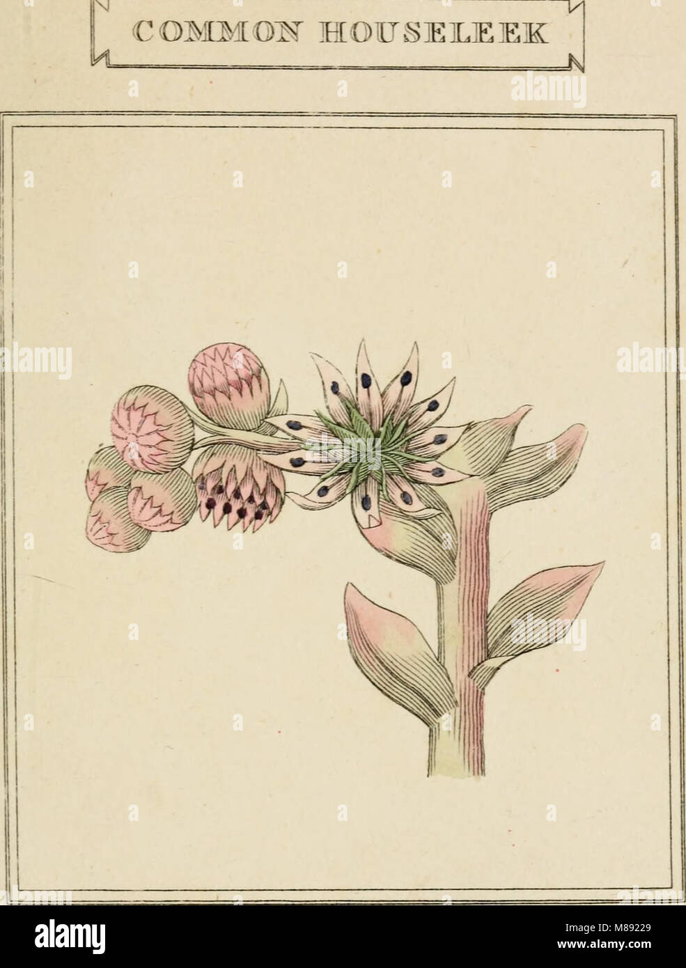 Elements Of The Science Of Botany 1812 Outlines The Botanical Classification System