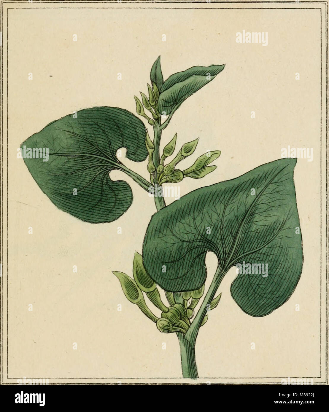 This 1812 Work By Carl Linnaeus Outlines The Fundamental Principles Of Botany And Includes
