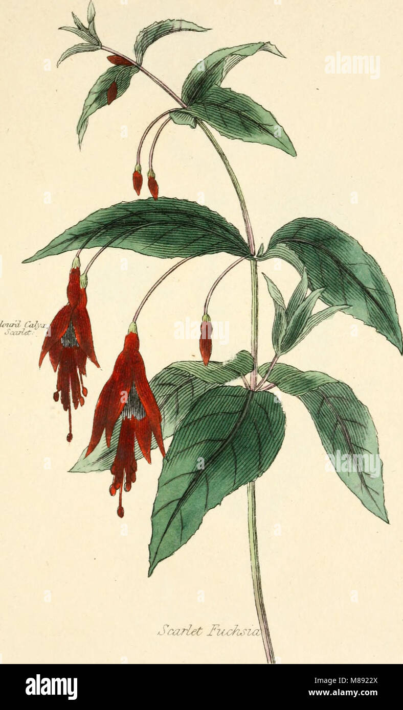 This 1812 Work By Linnaeus Outlines The Fundamental Principles Of Botany Focusing On The