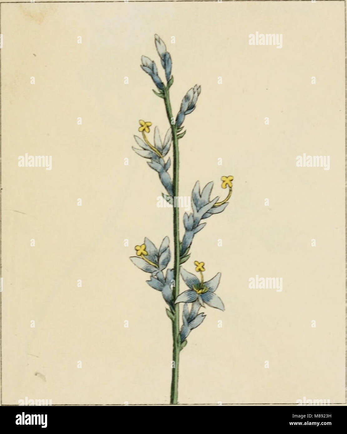 The 1812 Work Elements Of The Science Of Botany By Linnaeus Outlines The Fundamental