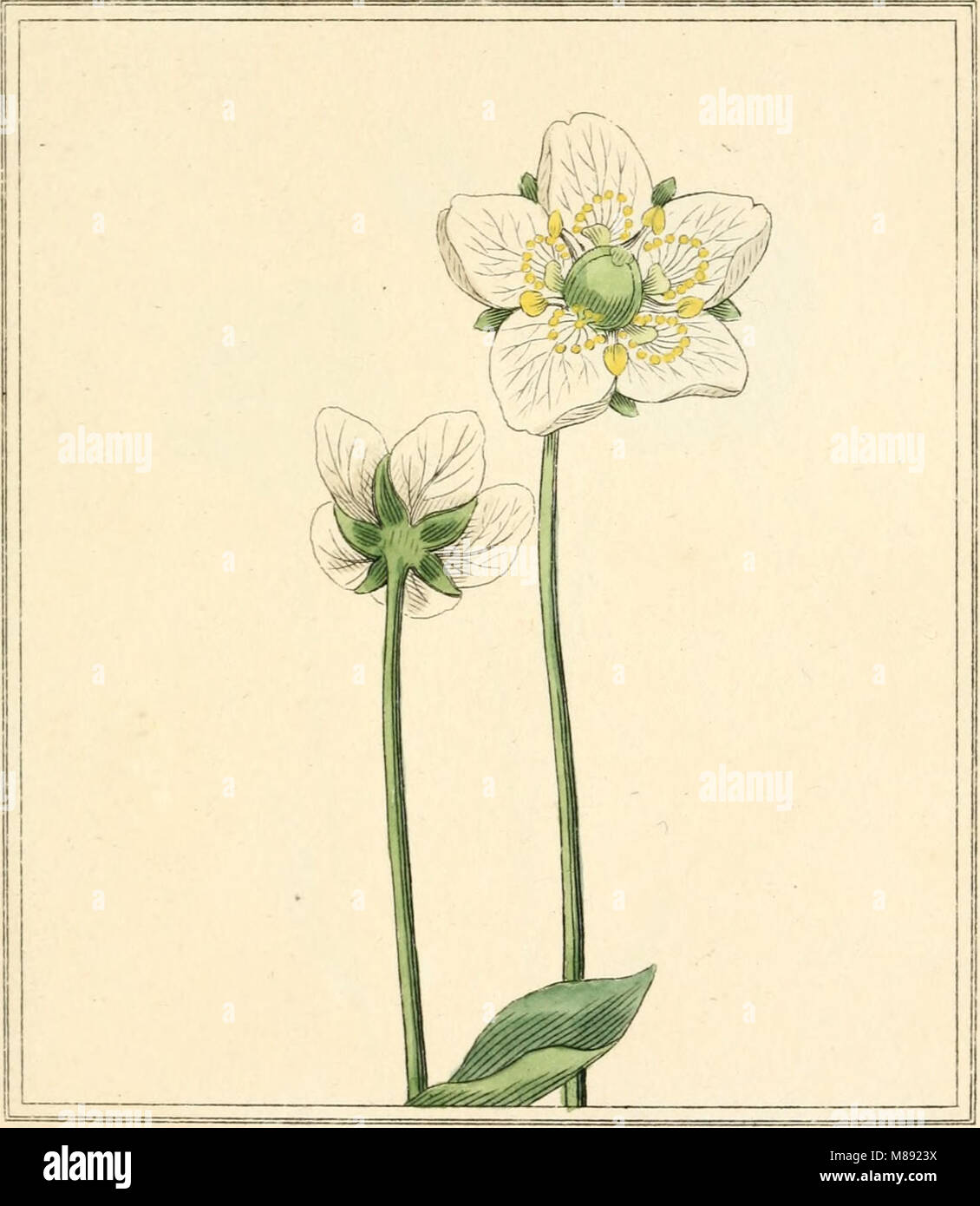 Elements of the science of botany, as established by Linnaeus; with ...