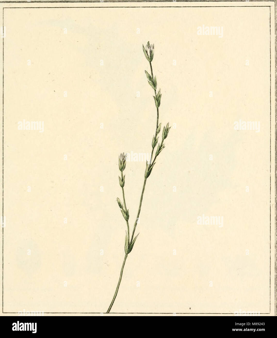 This 1812 work outlines the principles of botany as established by ...