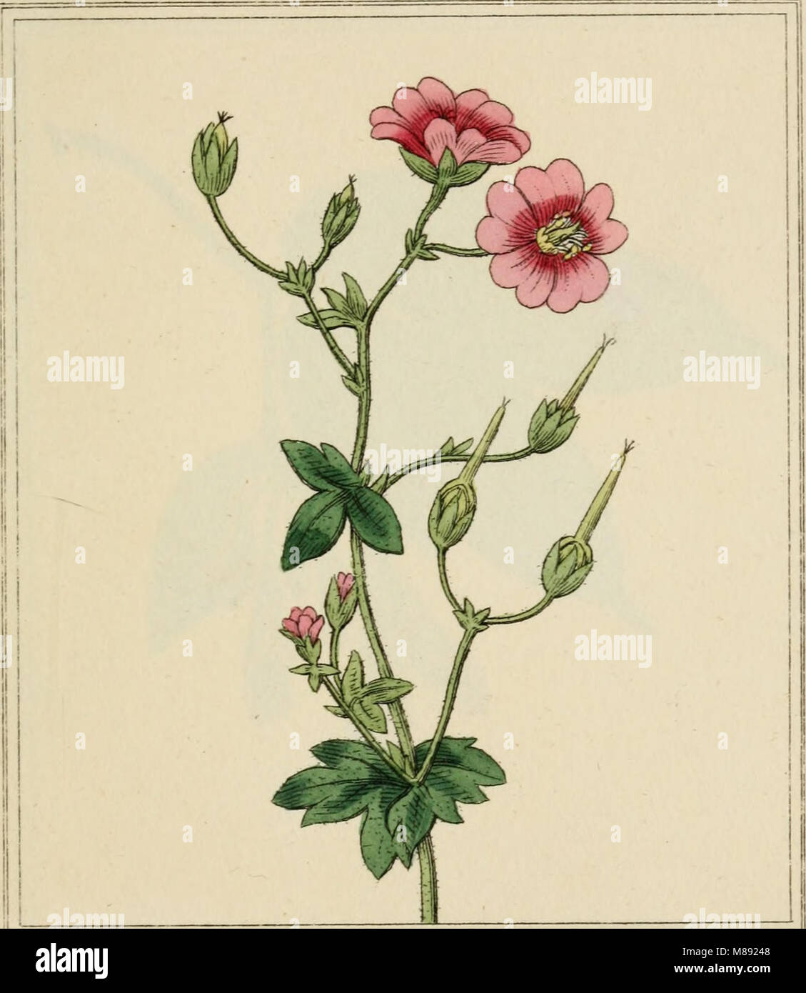 This 1812 Work By Linnaeus Outlines The Fundamental Elements Of Botany Explaining His