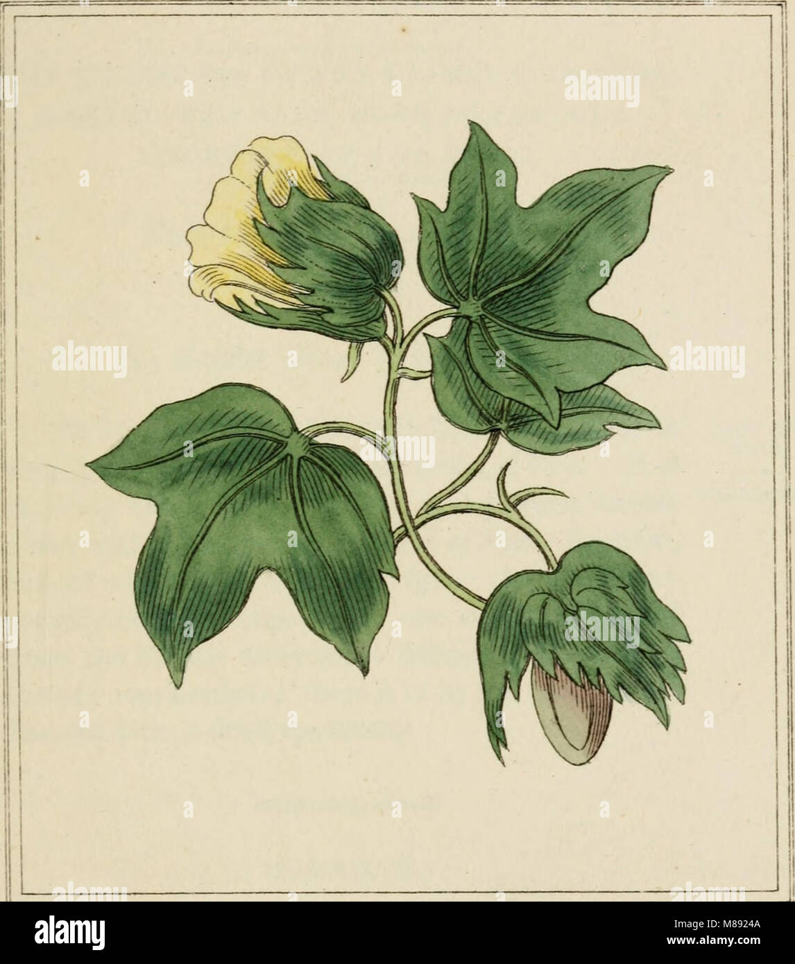 This 1812 Work Outlines Linnaeuss System Of Botany Detailing The Classification Of Plants Into