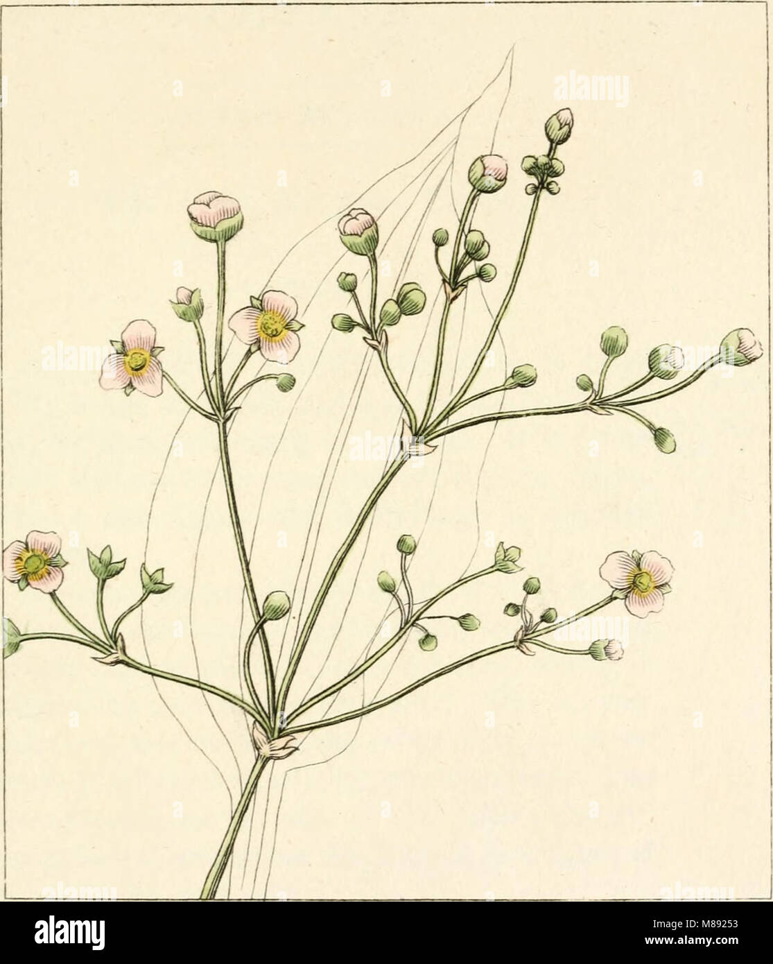 This 1812 Work By Linnaeus Outlines The Foundational Principles Of Botany Providing Examples To