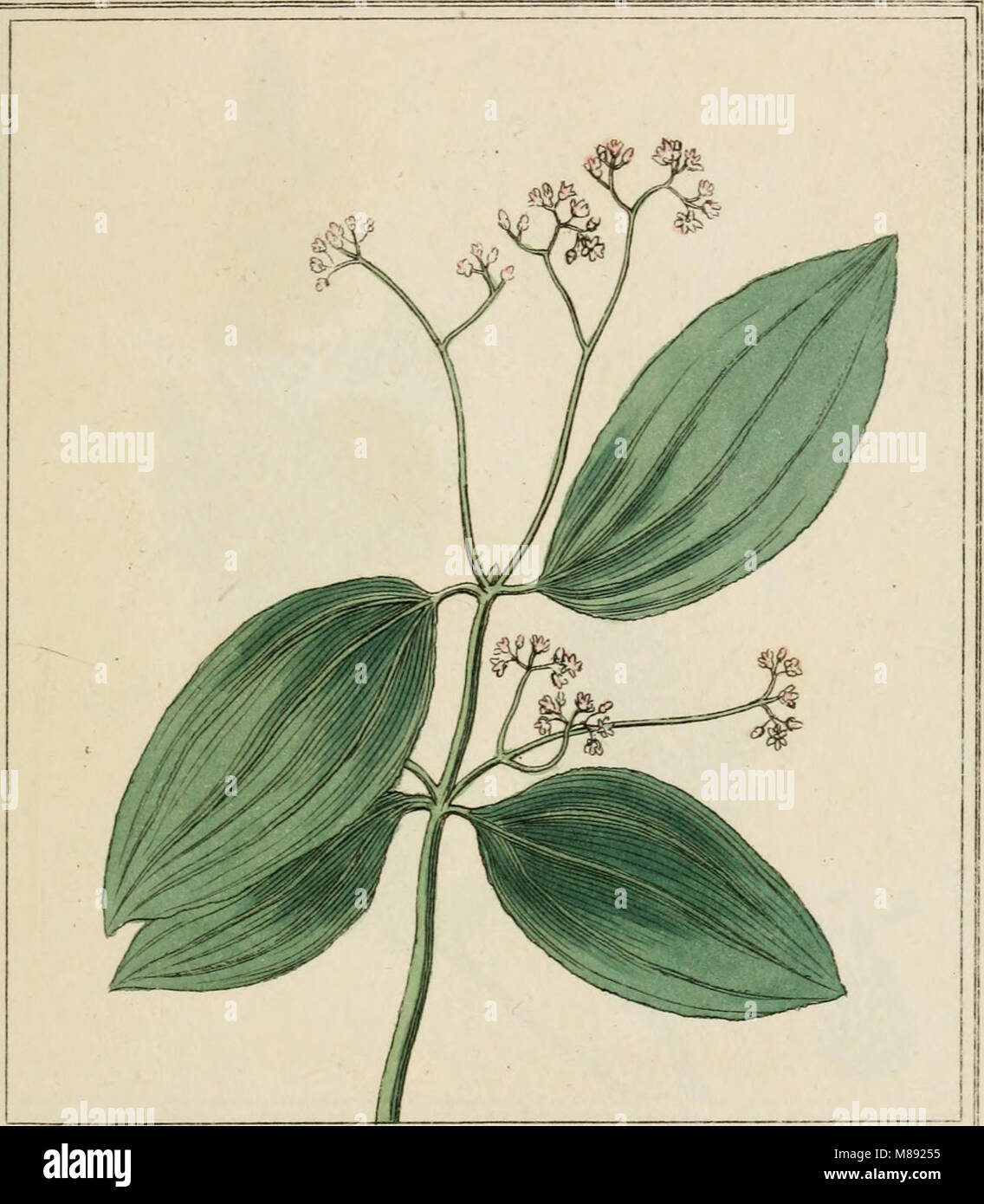 'Elements of the Science of Botany' (1812) explains Linnaeus ...